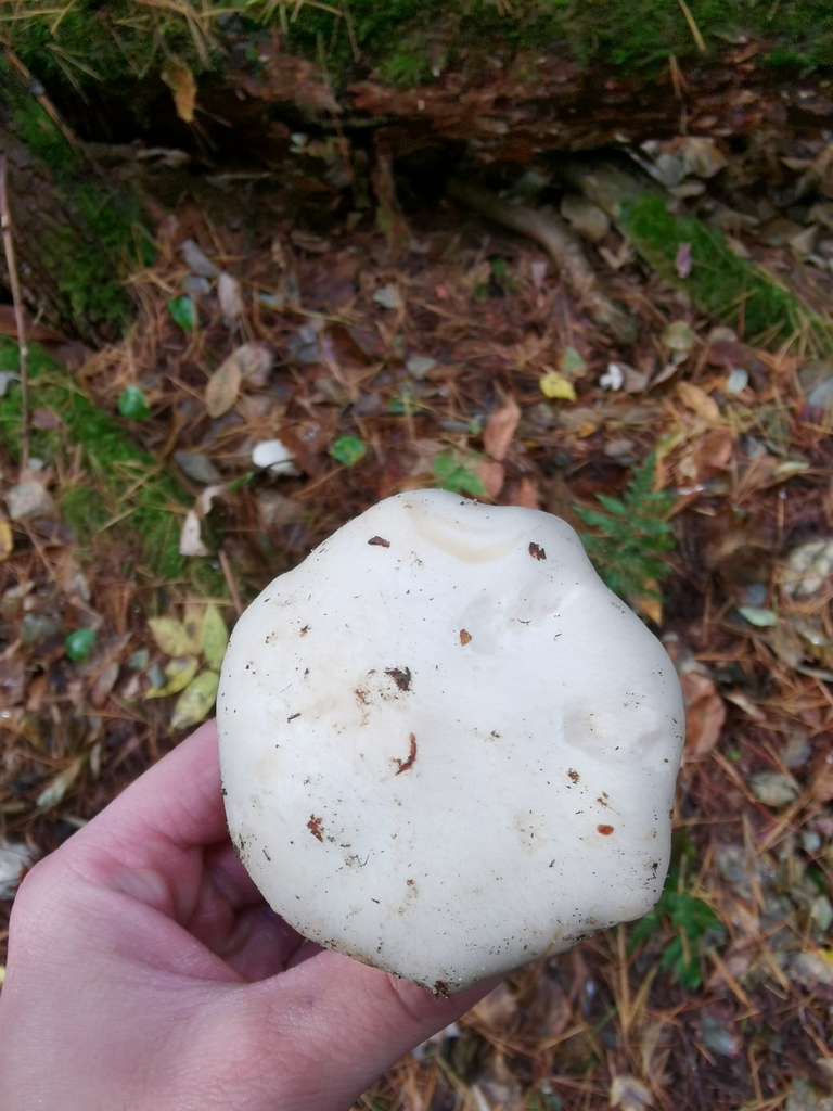 Flowery Blewit from york region tract forest on October 10, 2021 at 11: ...