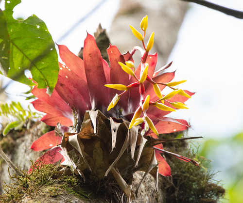 Vriesea languida · iNaturalist