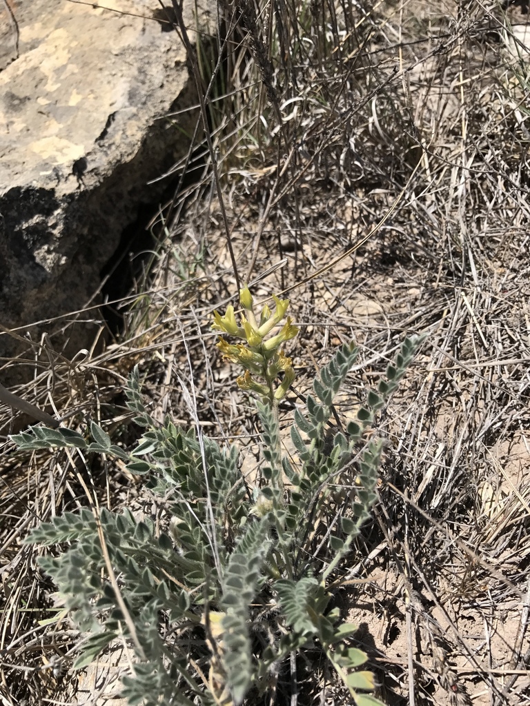 Cory's Woolly Locoweed in April 2018 by theponchoguy · iNaturalist
