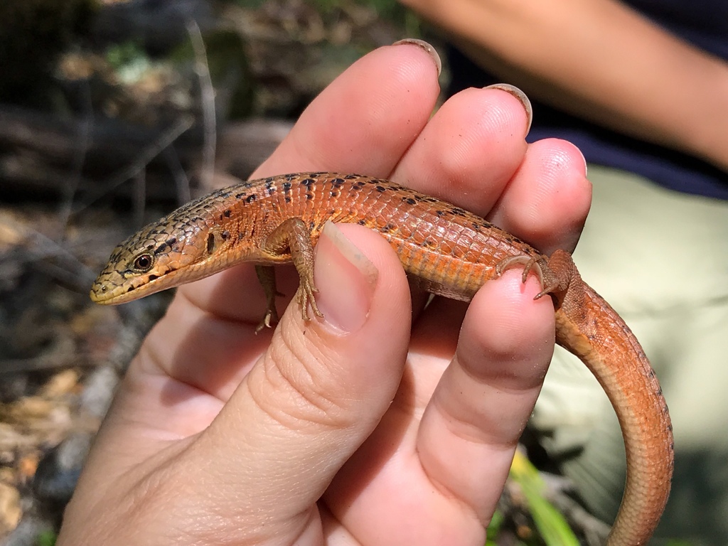 Elgaria Coerulea Principis Northern Alligator Lizard