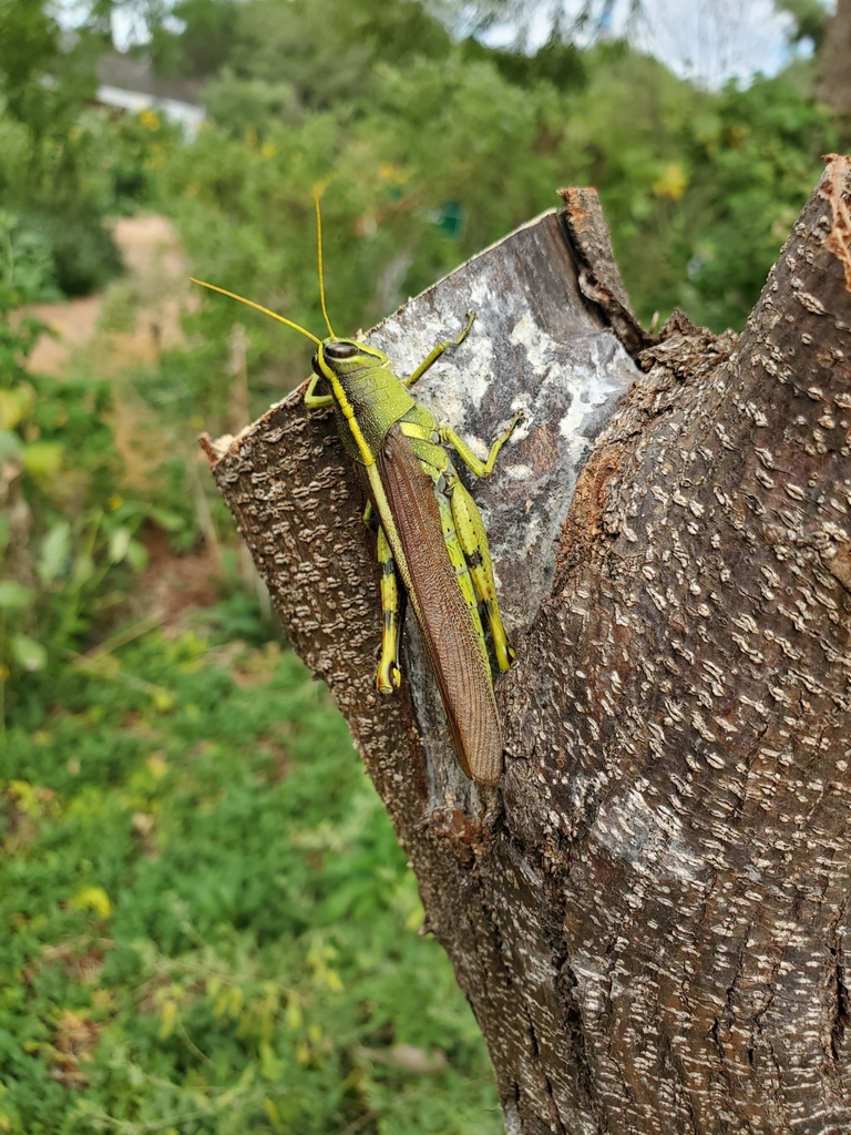 Obscure Bird Grasshopper from Dallas, TX 75201, USA on October 10, 2021 ...