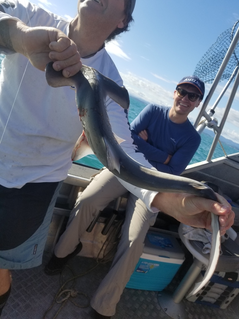 Smooth Hammerhead in October 2021 by Elliott Holder. Released alive ...