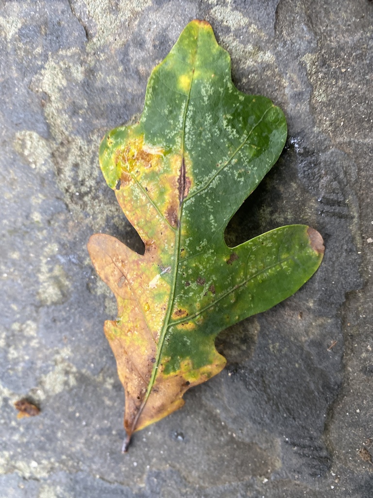 white oak from Wave Hill, New York, NY, US on October 10, 2021 at 05:09 ...