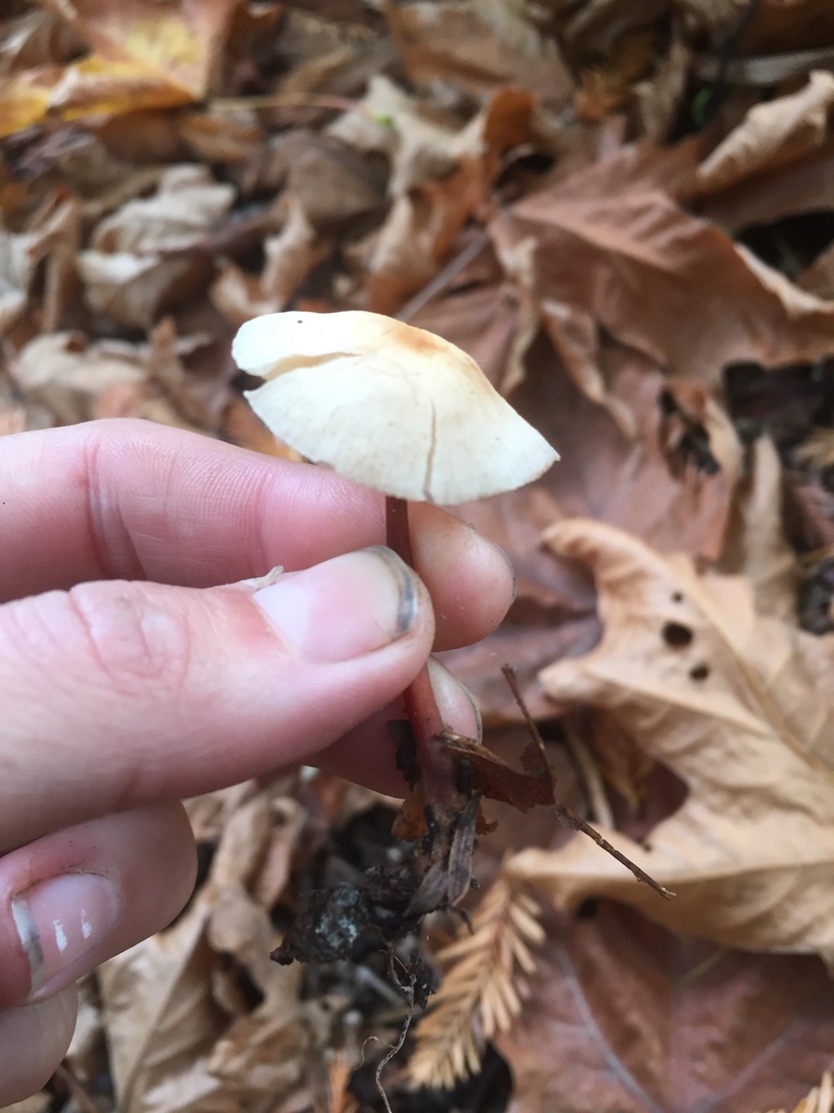 Stinking Dapperling from Sutton Rd, Victoria, BC, CA on October 10 ...