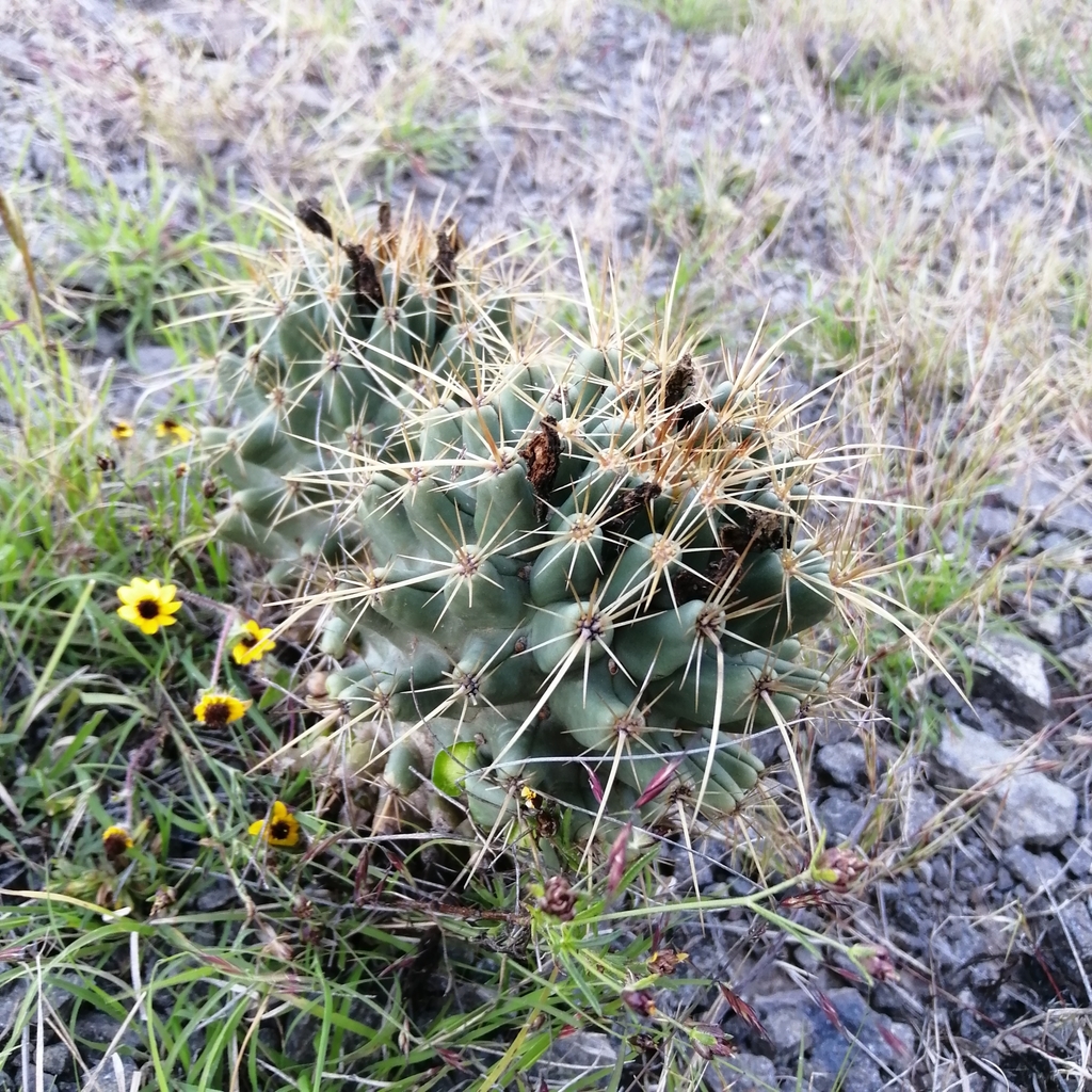 Coryphantha octacantha from 42394 Hgo., México on October 9, 2021 at 06 ...