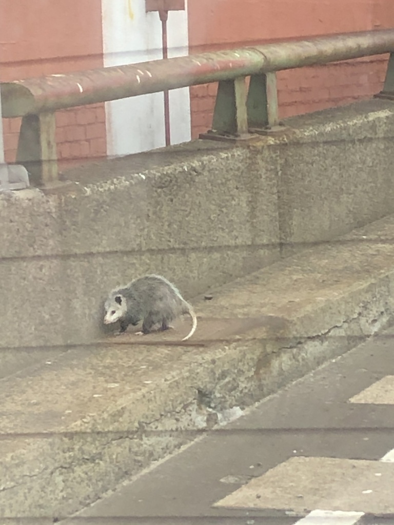 Virginia Opossum from New Jersey Turnpike E, Jersey City, NJ, US on ...