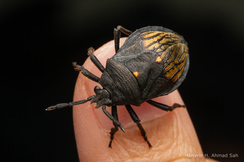 Urusa crassa · iNaturalist