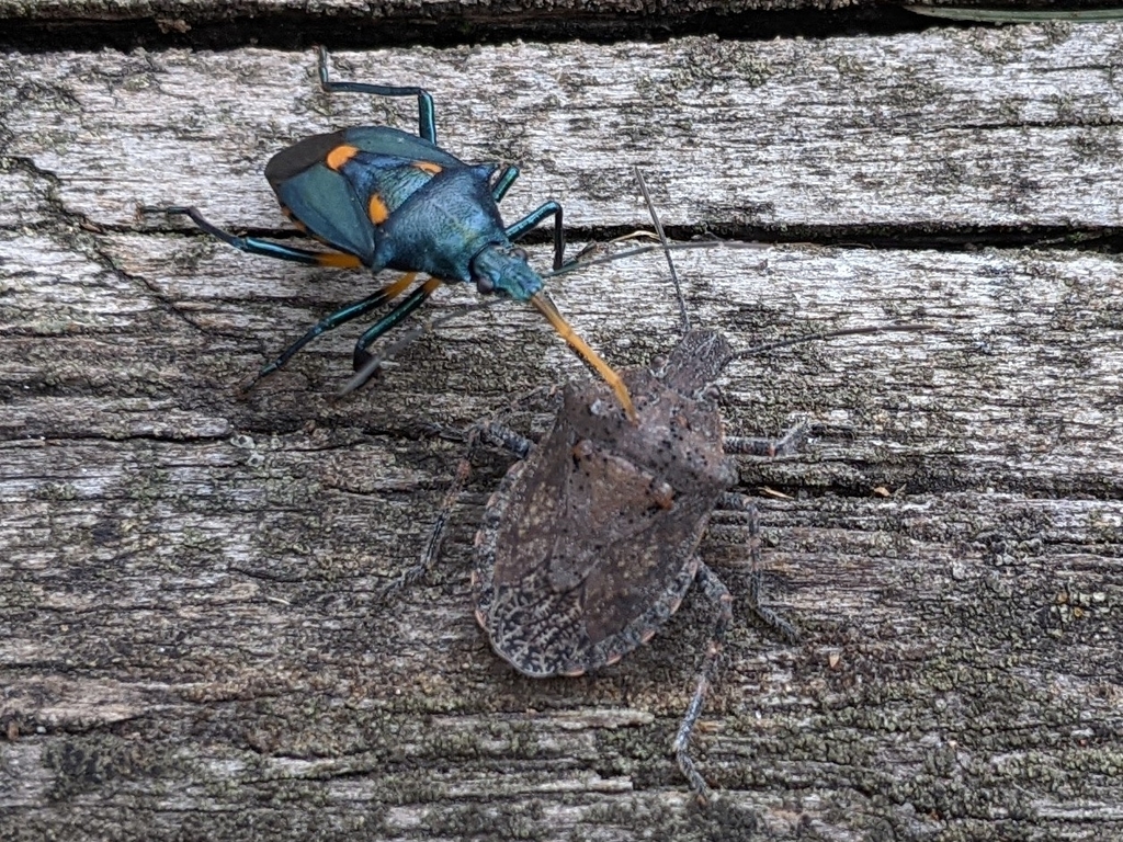 Florida Predatory Stink Bug from Calvert Hills, College Park, MD 20740 ...