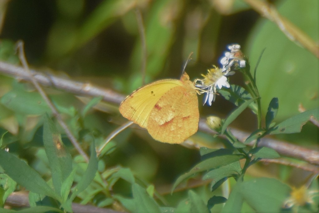 Sleepy Orange in October 2021 by Cade · iNaturalist