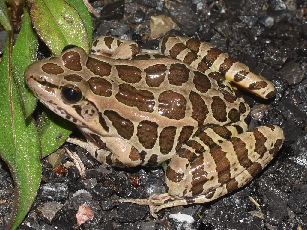 Sapo Pickerel Turtle Frog Facts And Pictures