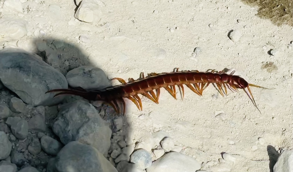 Caribbean Giant Centipede from La Ciénaga, Barahona, DO on October 09 ...