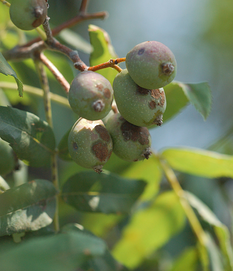 Service-tree from Sveti Peter, Istria, Slovenia on July 9, 2008 by Tig ...