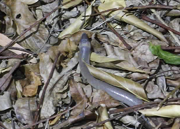 Three-clawed Worm-skink from Lawes QLD, Australia on October 09, 2021 ...