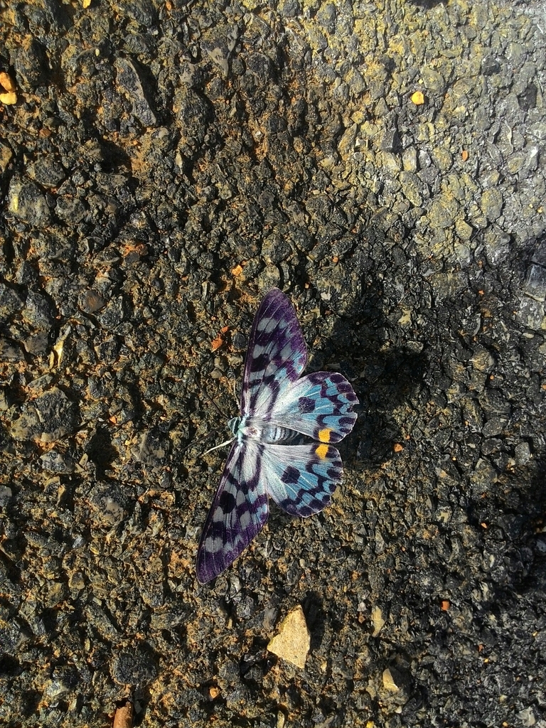 Dysphania transducta from Kampung Sorak Sumpung, 94700 Serian, Sarawak ...