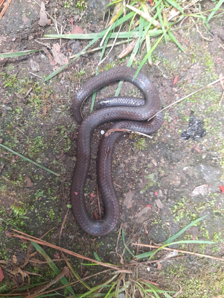 Palni Mountain Burrowing Snake from Kodaikanal on September 13, 2021 at ...