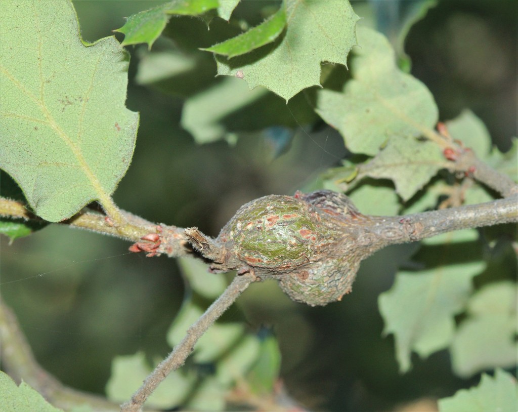 Irregular Spindle Gall Wasp from Almaden, San Jose, CA, USA on October ...