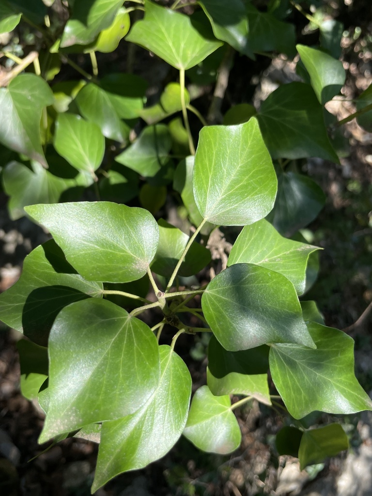 common ivy from Cazevieille, Languedoc, FR on October 9, 2021 at 01:05 ...