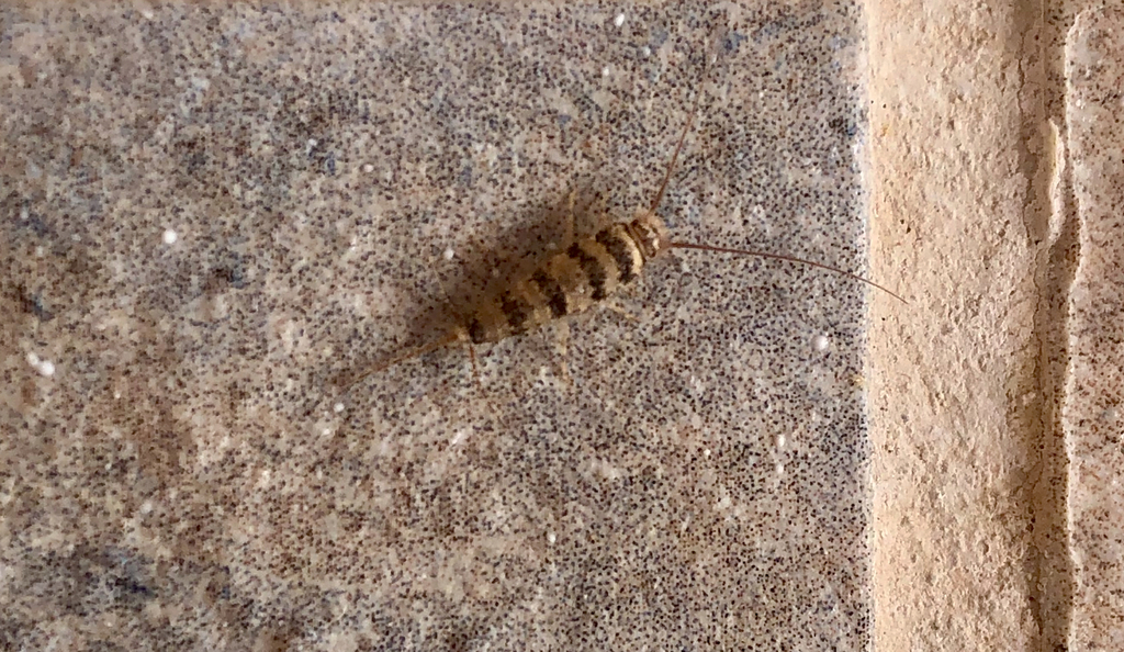 Egyptian Firebrat from South Aegean, Aegean, Greece on October 09, 2021 ...