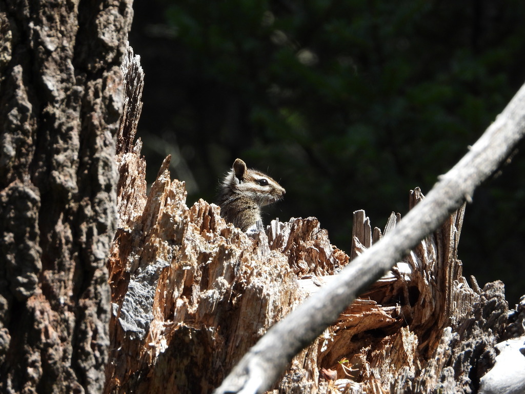 Howell's Chipmunk from Saltillo, Coah., México on October 6, 2021 at 01 ...