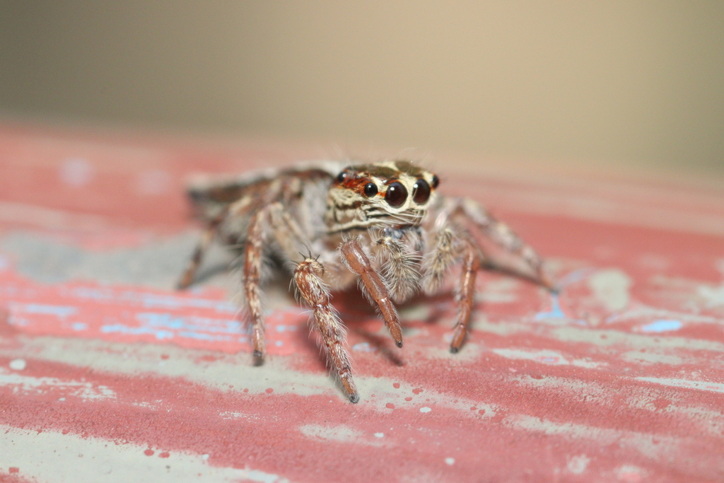 Pancorius crassipes from Hong Kong on October 11, 2021 at 01:42 PM by ...