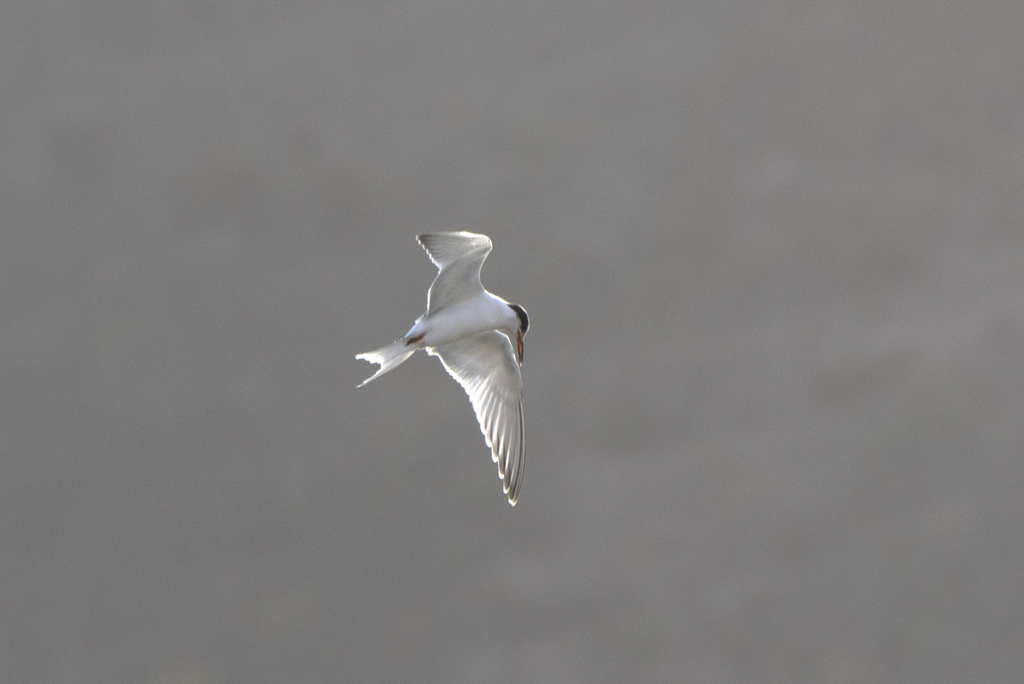 Common Tern from 8670 Aljezur, Portugal on October 05, 2021 at 05:50 PM ...