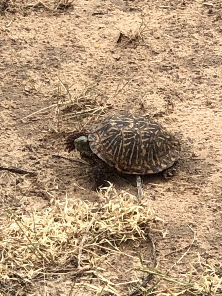 Ornate Box Turtle from Oasis State Park, Portales, NM, US on October 10 ...