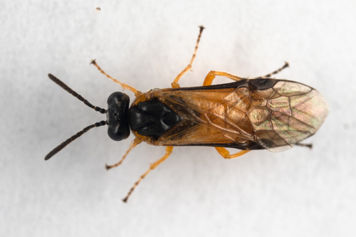 Athalia bicolor · iNaturalist