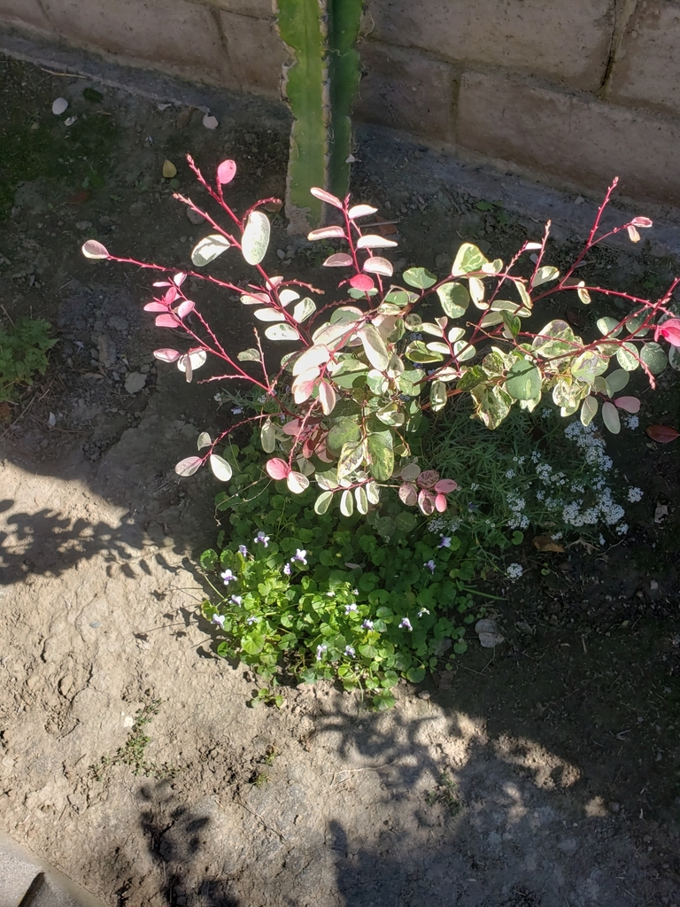 Snowbush from Fountain Valley, CA 92708, USA on September 12, 2021 at ...