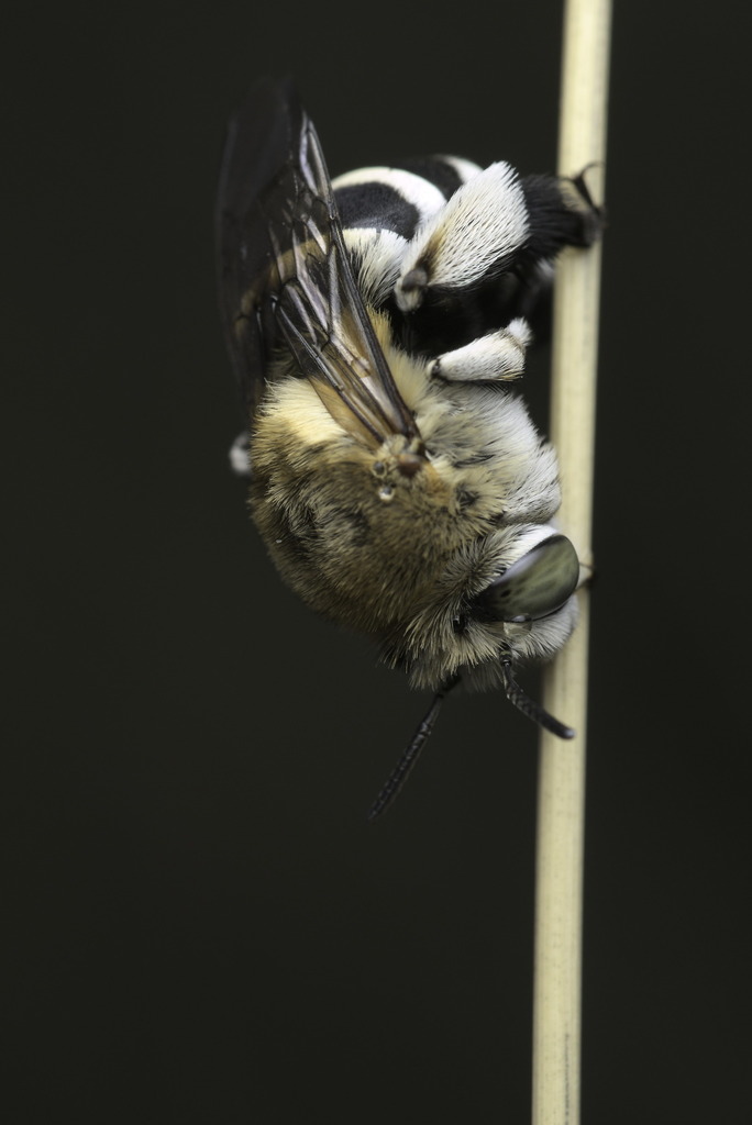 Four-striped Digger Bee in October 2021 by Panagiotis Dalagiorgos ...