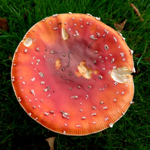 Observations by rdjay · iNaturalist