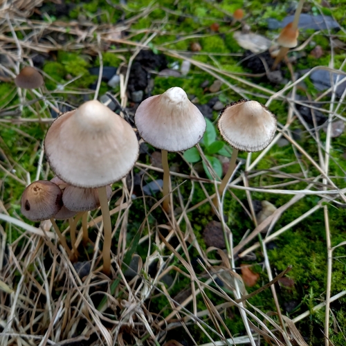 Observations by rdjay · iNaturalist