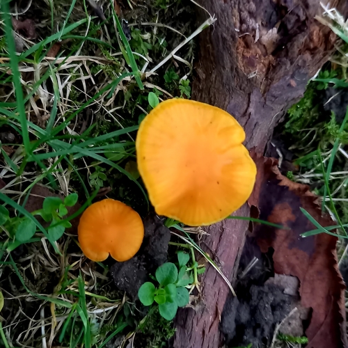 Observations by rdjay · iNaturalist