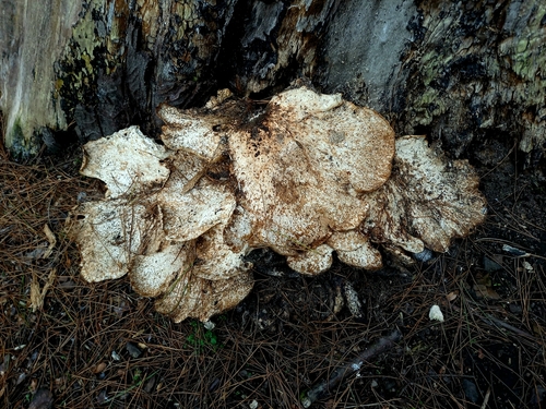 Observations by rdjay · iNaturalist