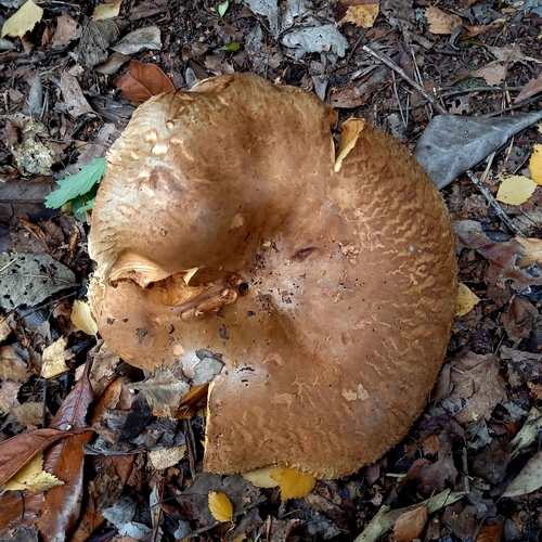 Observations by rdjay · iNaturalist