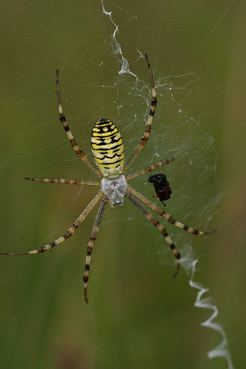 Wasp Spider from Mol, Antwerp, Belgium on August 6, 2010 at 01:59 PM by ...