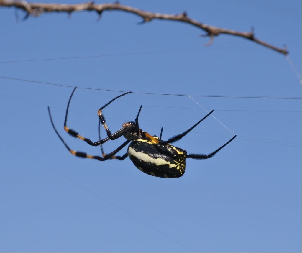 banded-legged golden orb-web spider from Johannesburg South ...
