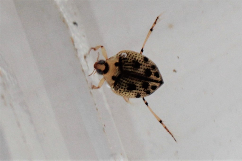 Toothless Crawling Water Beetle from Erie County, PA, USA on October 11 ...