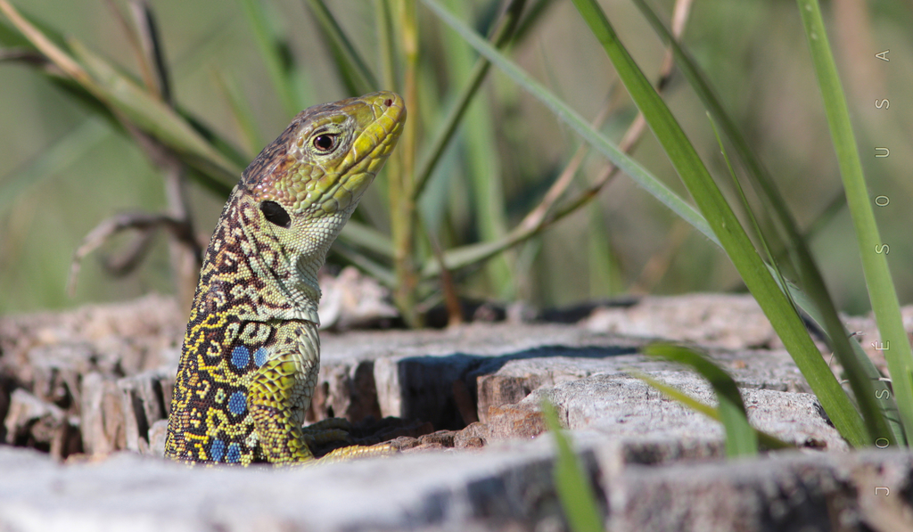 Ocellated lizard from Setúbal Municipality, Portugal on October 6, 2021 ...