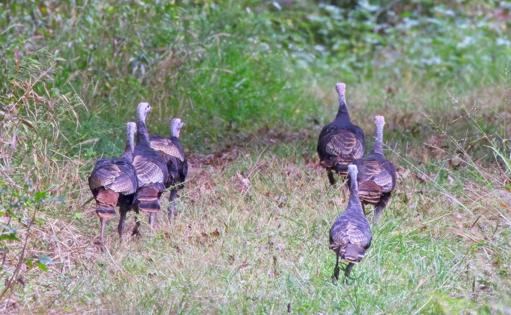 Wild Turkey from Patuxent Research Refuge, Prince George's, Maryland ...