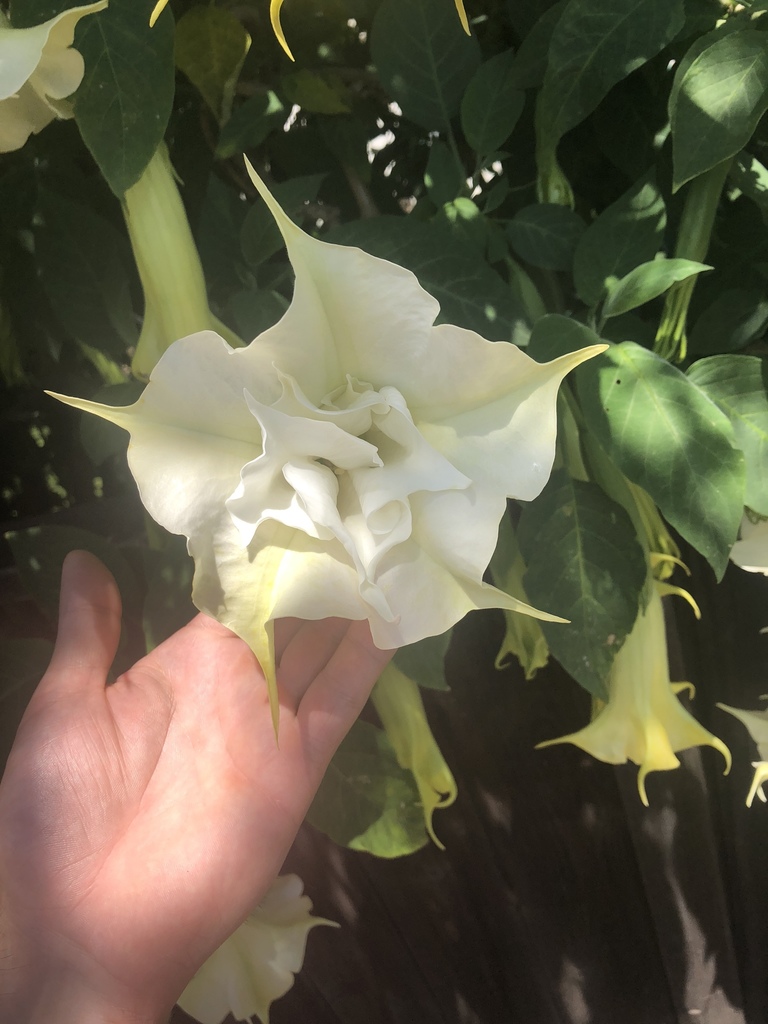 angel's trumpets from 2316 Lessley Ave, Castro Valley, CA, US on April ...