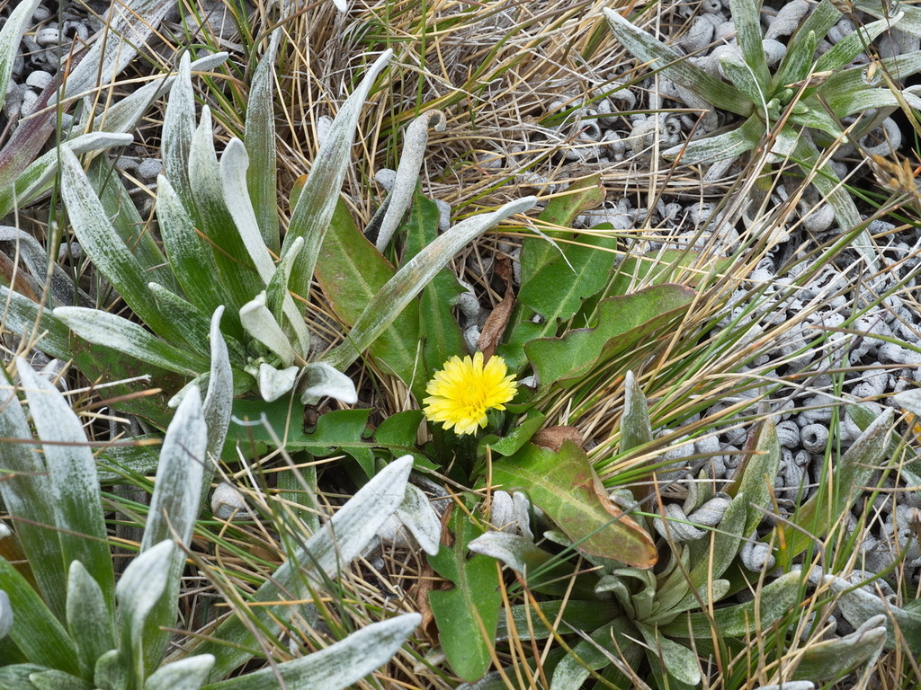 New Zealand Native Dandelion from above southern end of Fraser Basin ...