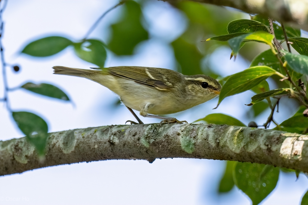 Two-barred Warbler from Mai Po Nature Reserve on October 11, 2021 at 10 ...