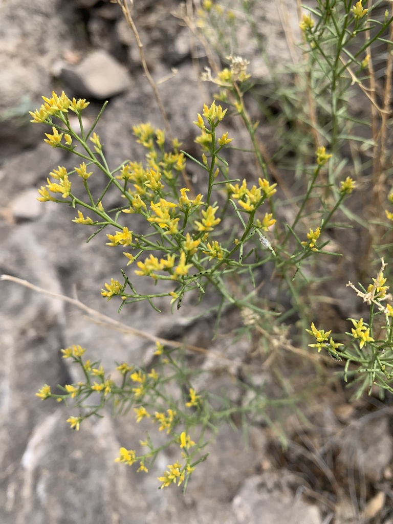 sticky snakeweed from Las Cruces, NM, US on September 03, 2021 at 01:22 ...
