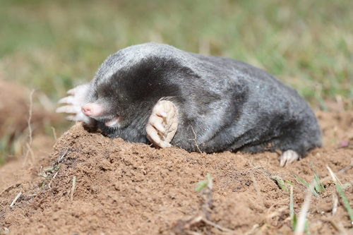 Balkan Mole (Talpa stankovici) · iNaturalist