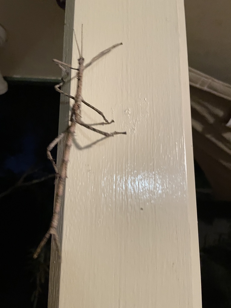 Goliath Stick Insect from Emungerie Grove, Karana Downs, QLD, AU on ...