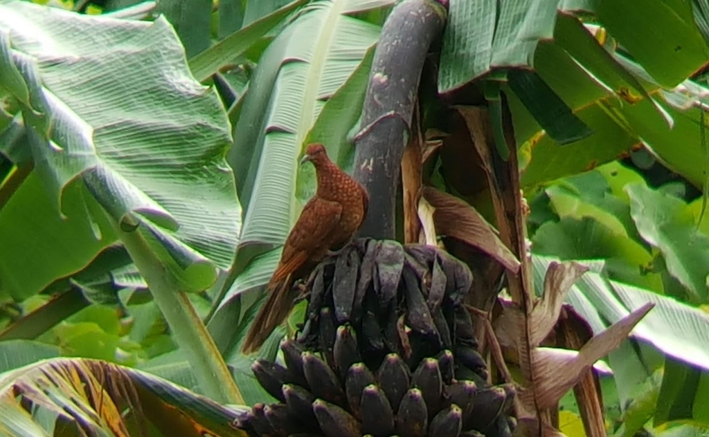 Enggano Cuckoo-Dove from Kaana, Enggano, North Bengkulu Regency ...
