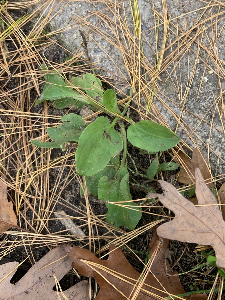 greater plantain from Interlochen Center For the Arts, Interlochen, MI ...