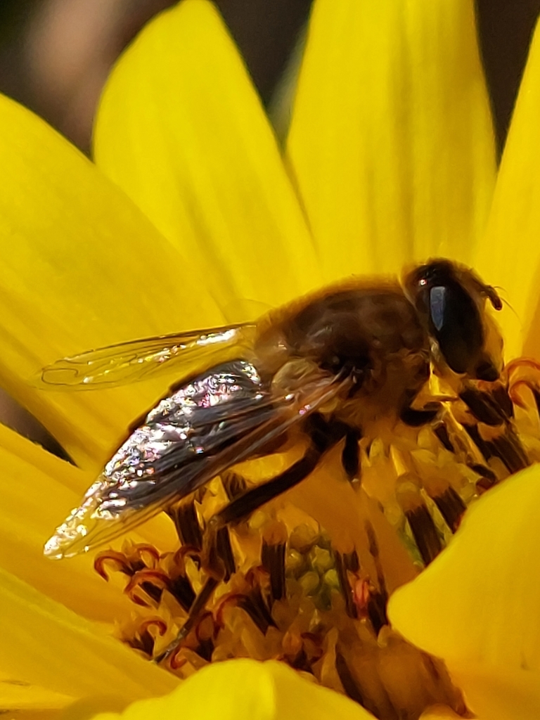 Common Drone Fly from 7768 Bissen, Luxemburg on September 19, 2021 at ...