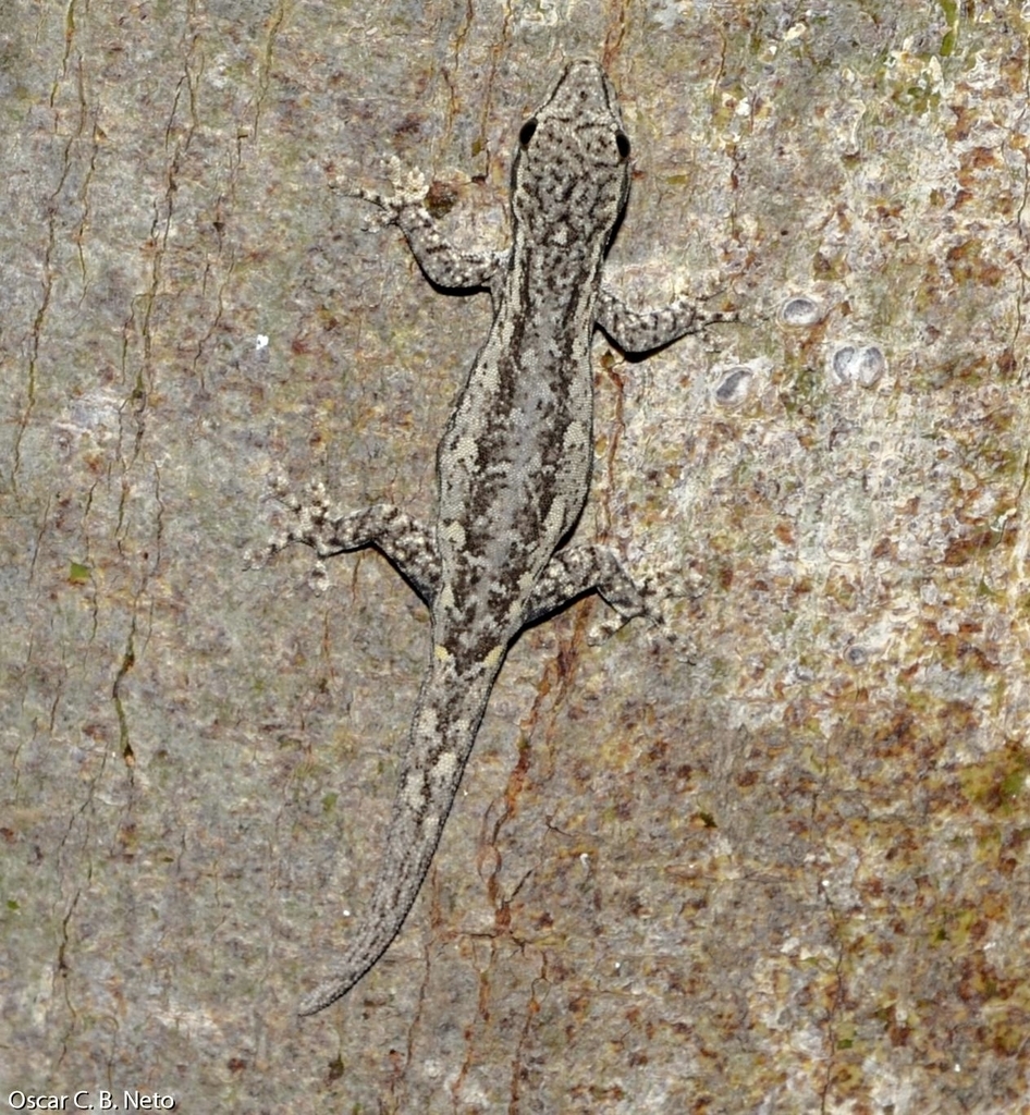 Kluge's Dwarf Gecko from Itambé, Caucaia - CE, Brasil on January 11 ...