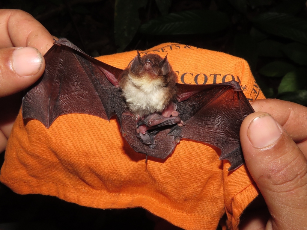 Spix's Disk-winged Bat from Manaus - AM, Brasil on July 19, 2021 at 12: ...